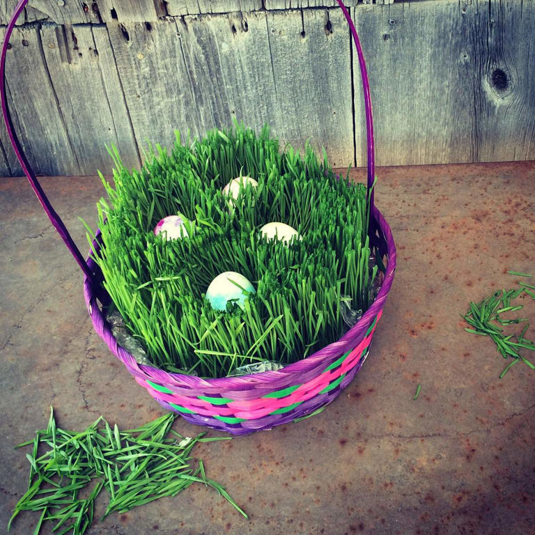 Ditch Plastic Easter Grass: How to Grow Your Own Wheat Grass Basket in ...