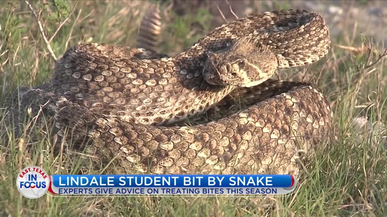IN FOCUS: Keeping East Texans safe during snake season