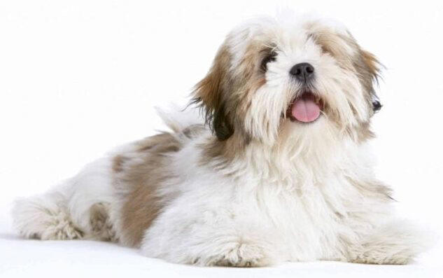The ultimate guide to deciding if a Lhasa Apso is right for you