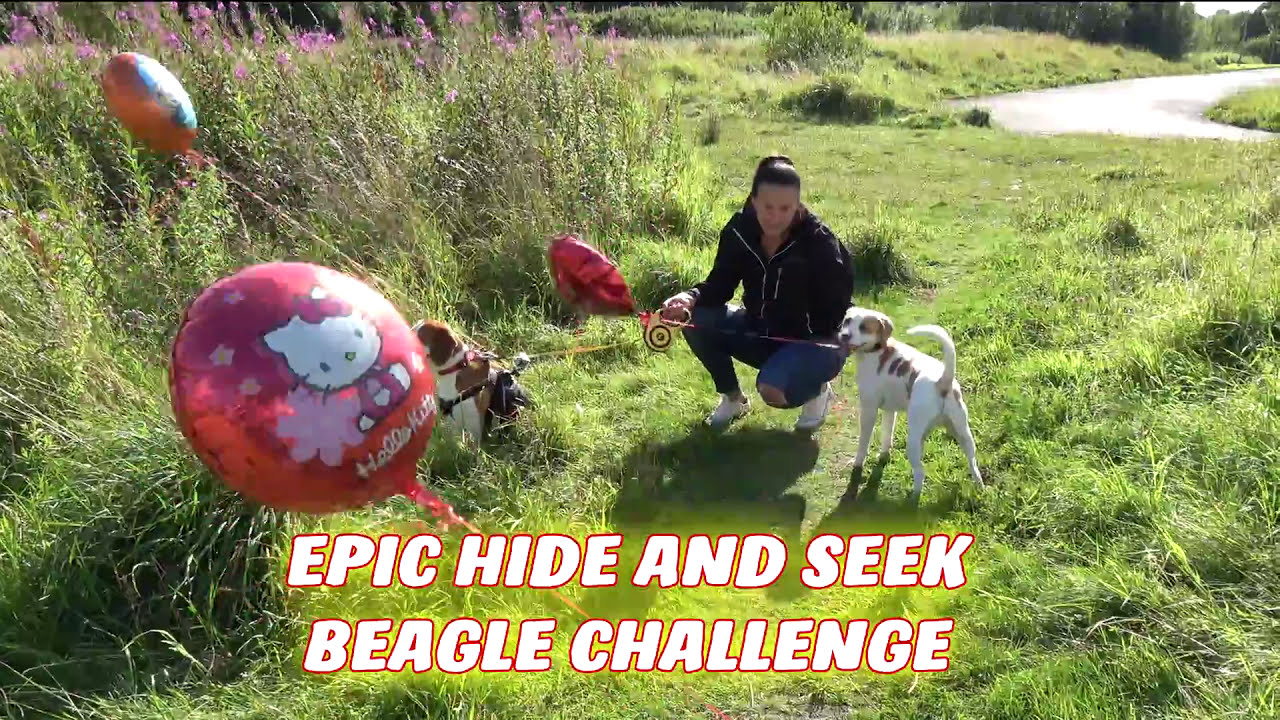 Beagle dogs play hide and seek outside