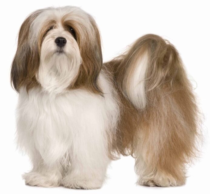 The ultimate guide to deciding if a Lhasa Apso is right for you