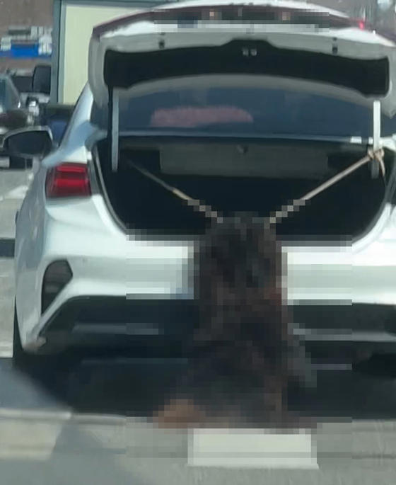 Man charged with killing dog with car says he 'didn't mean to'