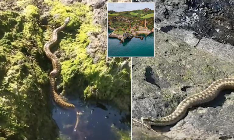 Snake spotted at one of the 'UK's most Instagrammable beaches'