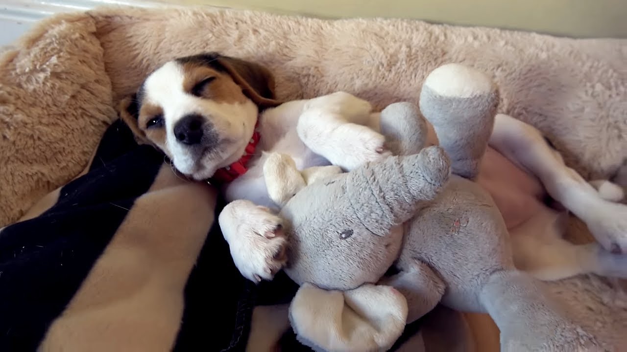 Sleepy beagle puppy compilation