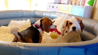 Dogs React to Toilet Paper Bath and New Toys