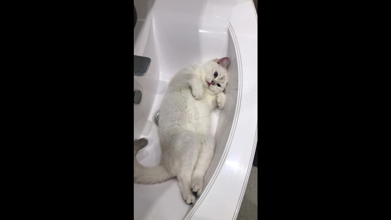 Goose the Cat Has a Lot to Say