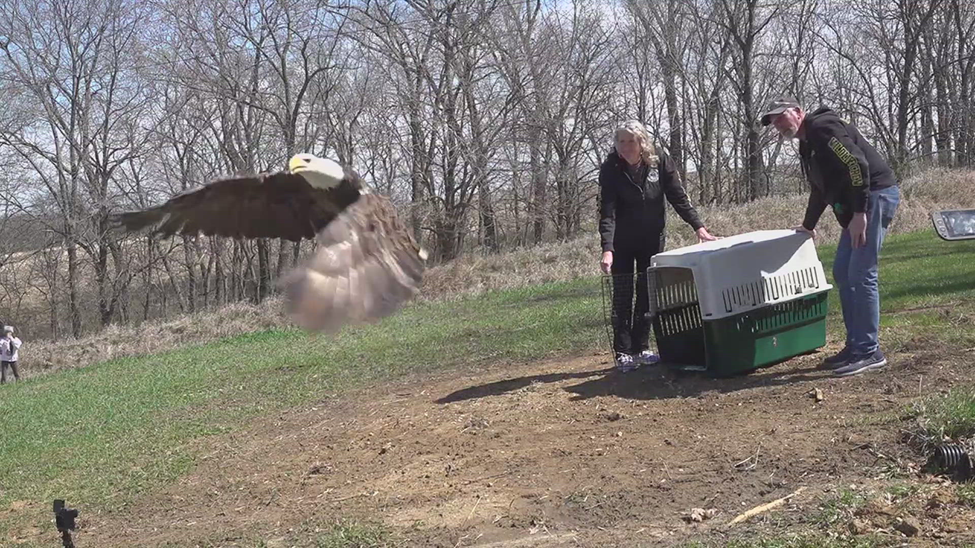 Injured eagle flies once again after efforts of Kewanee wildlife-rescue ...