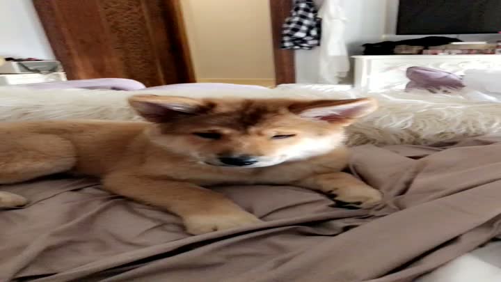 Adorable Dog Mimics Human Whimpers with Cute Head Tilts