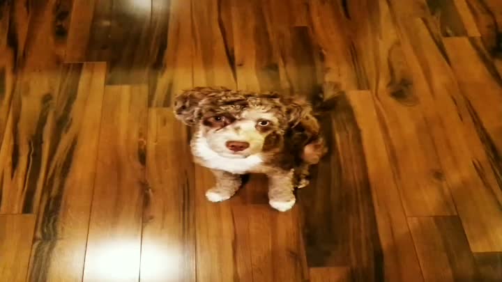 Playing Dead Never Looked So Convincing—Bang!