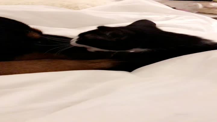 This Cat and Dog Duo Are Kiss Goals for Real