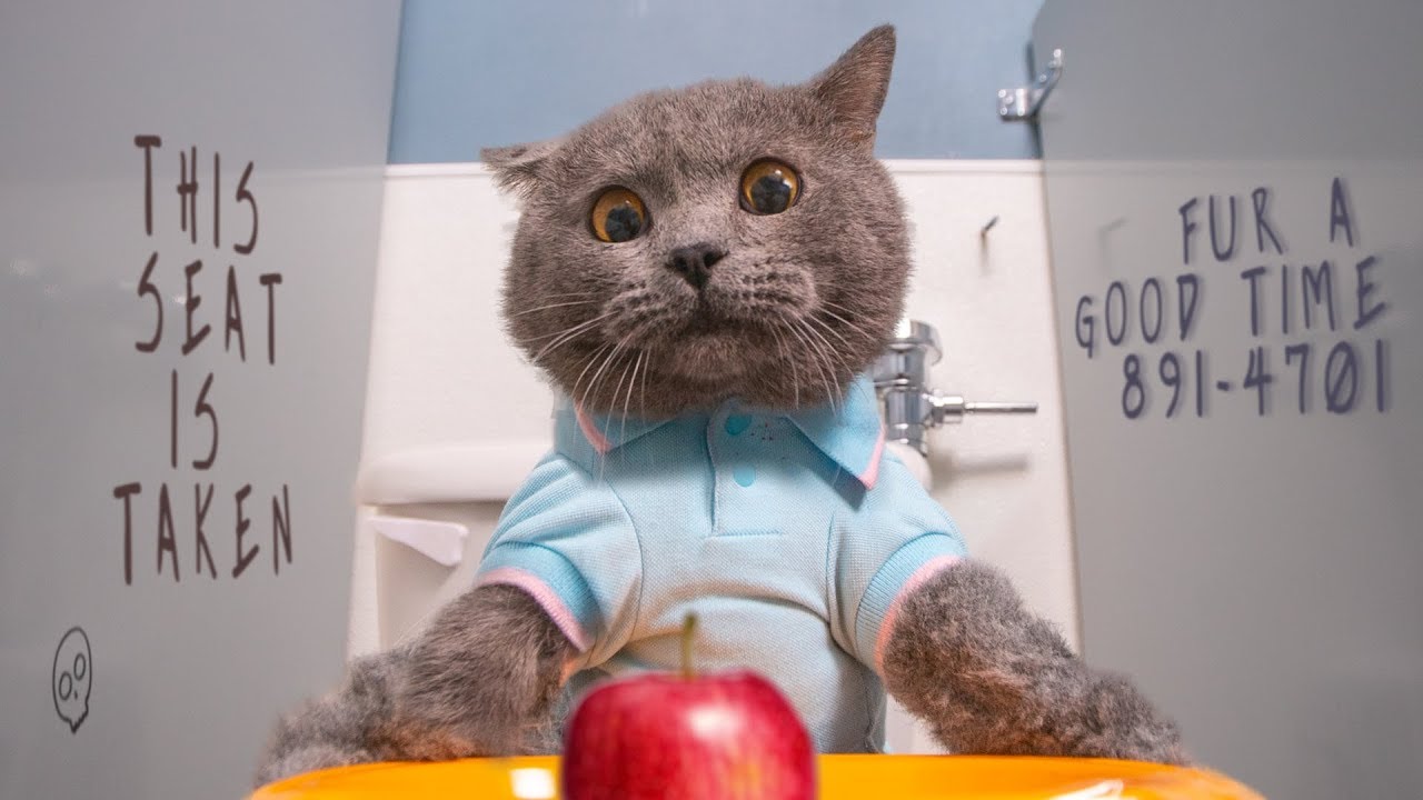 Cat's school days revealed in amusing home video