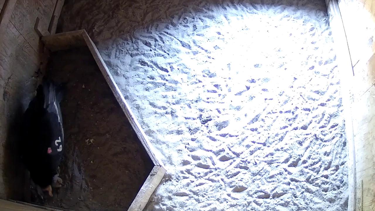 First California Condor chicks of 2025 born at Portland Zoo