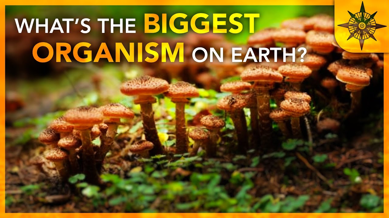 What's The BIGGEST Organism On Earth