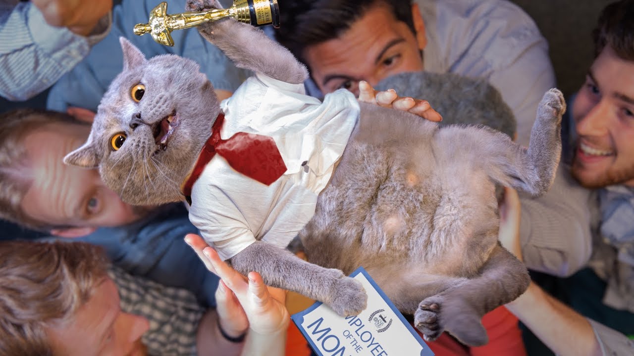 Meet the Cat Who Won Employee of the Month