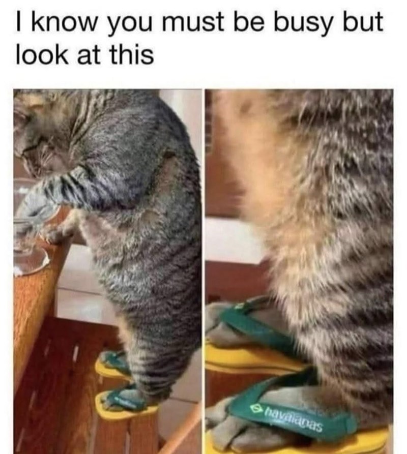 25 Sassy Animal Memes for Corporate Coffee Guzzlers Getting in Gear for ...