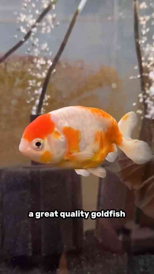 My Goldfish Are Ugly???