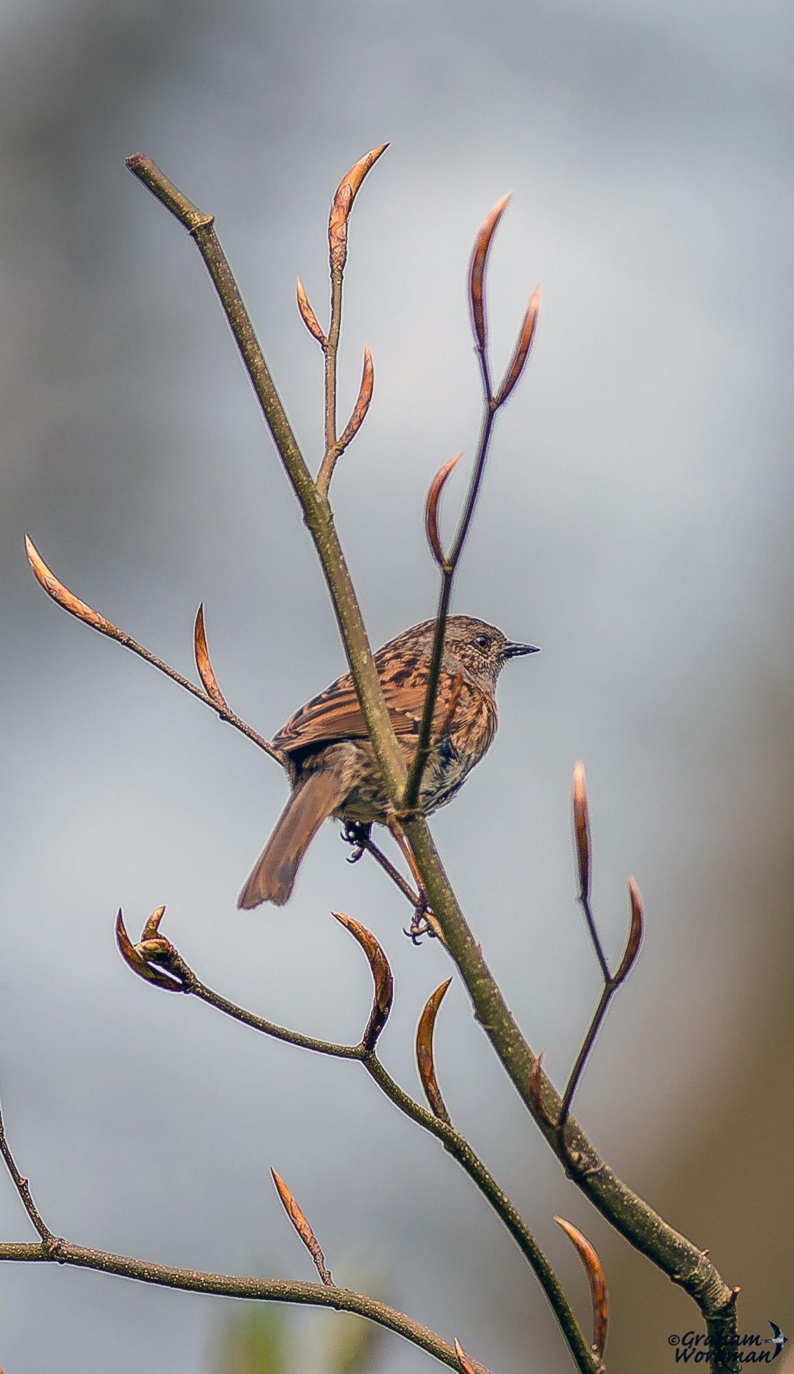 The Dunnock: Much more than a 'little brown job'