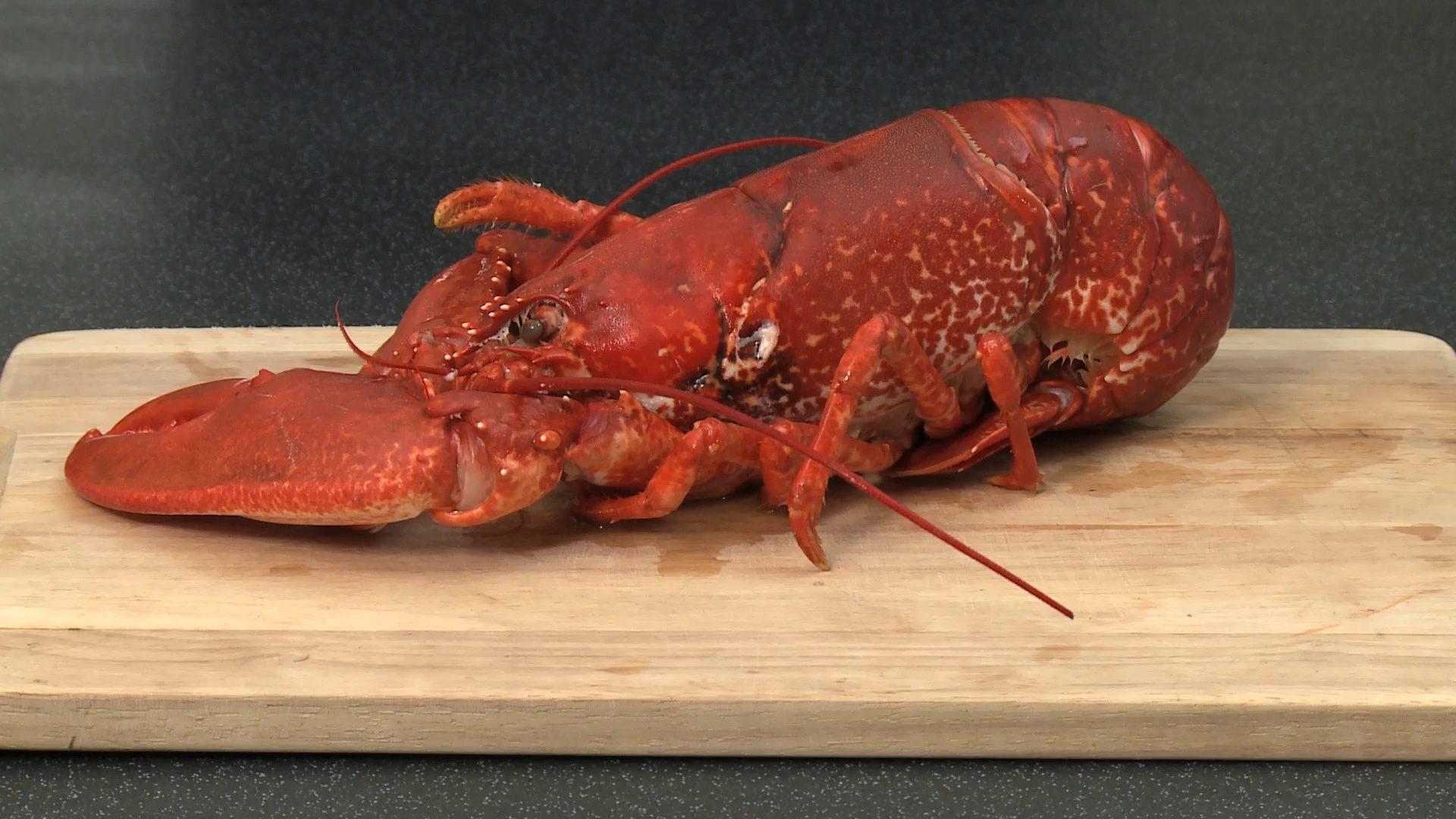 Comment cuire un homard ? – Gourmand