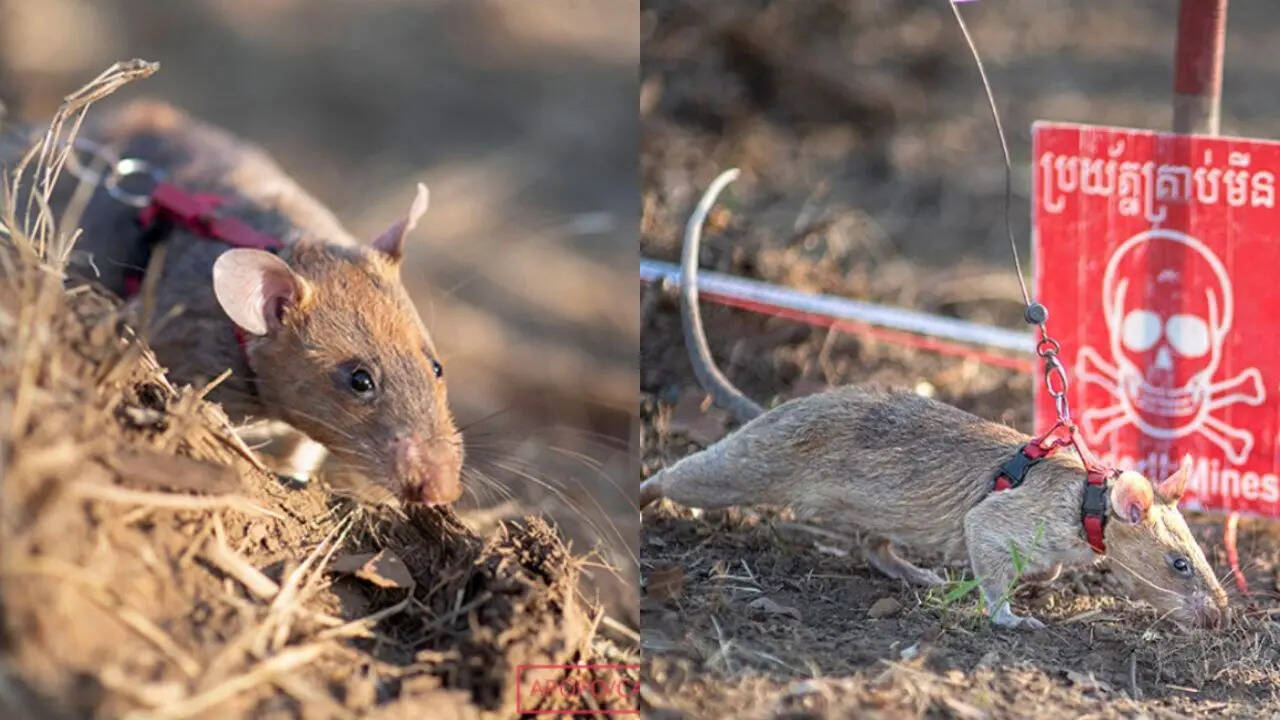 Rat Turns Real-Life Superhero: Meet 'Ronin' - The Guinness World Record ...
