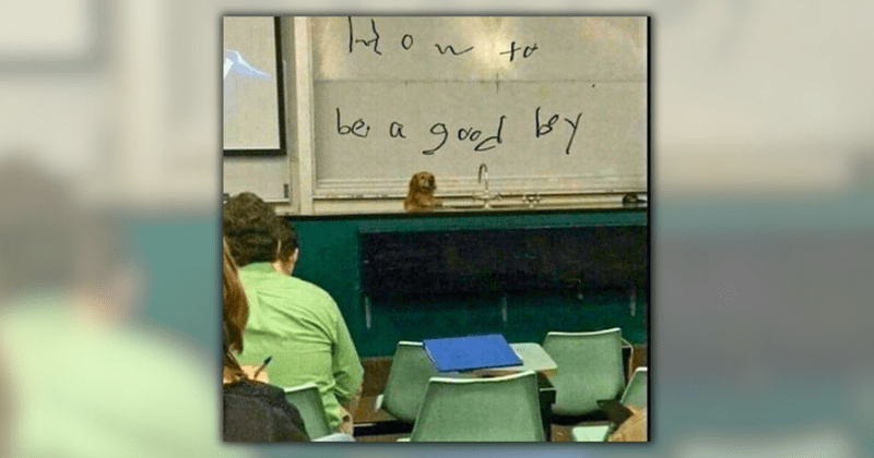 22 Dog Memes Dedicating Time to Teach You Optimism on a Monday Morning