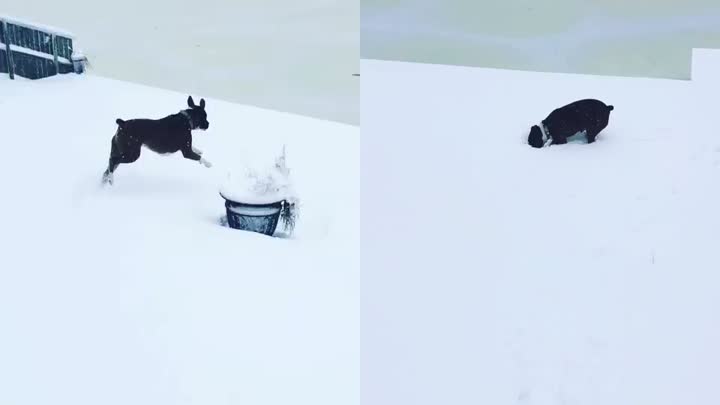 Snow Days Bring Out the Happiest Dog Ever