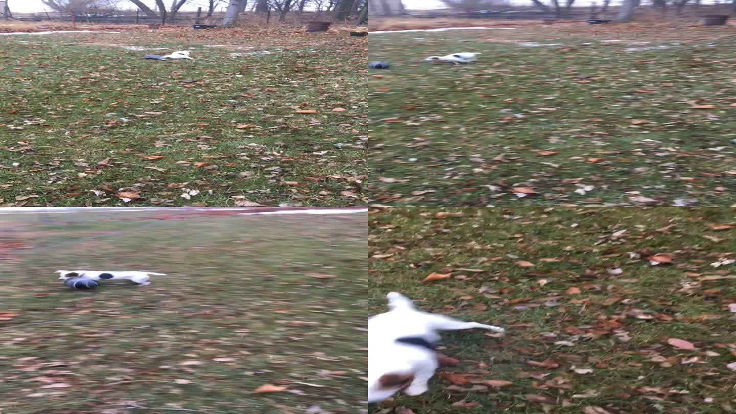 Adorable Pup Frolics Joyfully with Ball in Spacious Yard