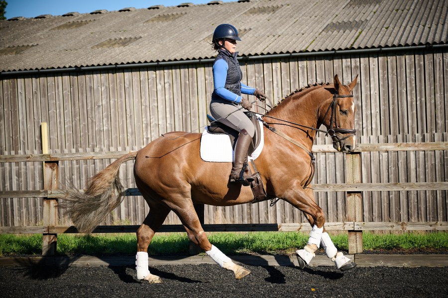 Equine charity champions new platelet-rich plasma treatment