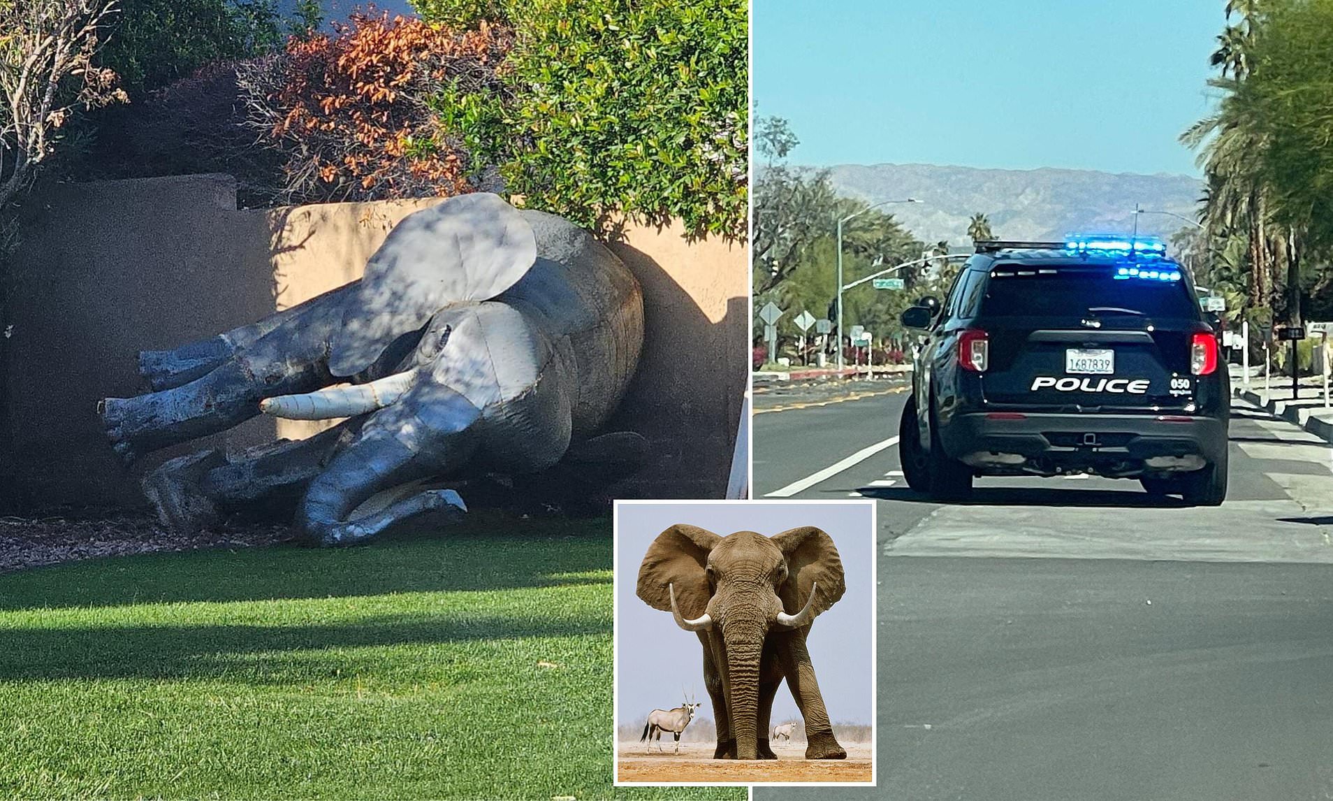 Local calls 911 after spotting 'dead' elephant