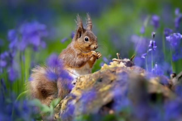 Some of the best places to spot red squirrels over Easter