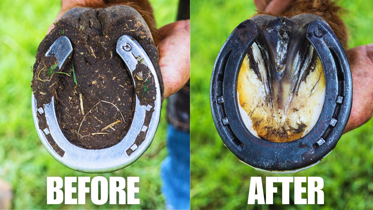 Incredible Front Hoof Restoration in 4K | Satisfying Farrier ASMR