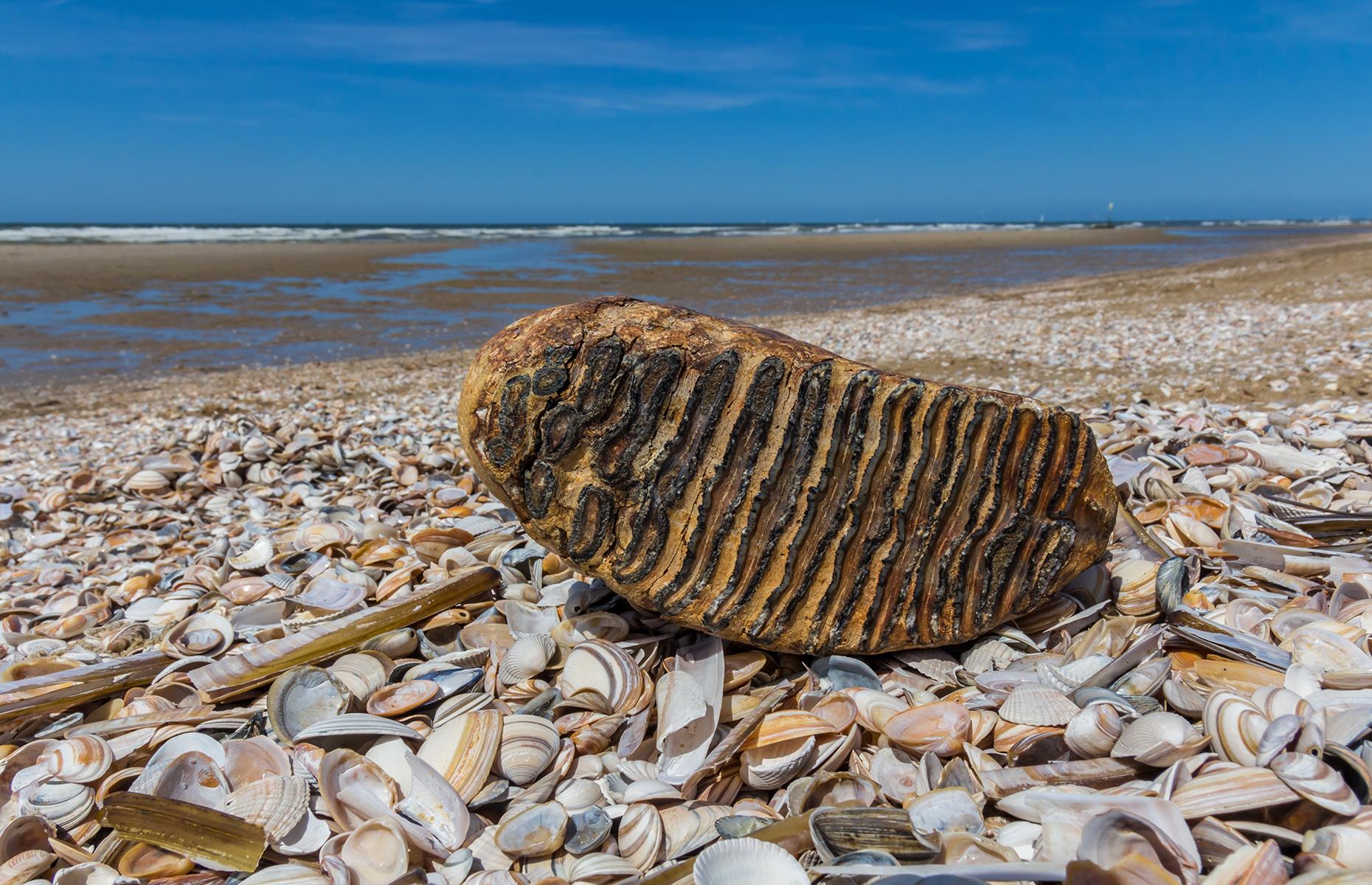 36 Dinge, die am Strand landeten – und für Rätsel sorgten