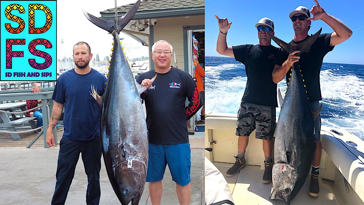 Big Bluefin Tuna & Yellowfin Bite | San Diego Sportfishing & Fishing Report