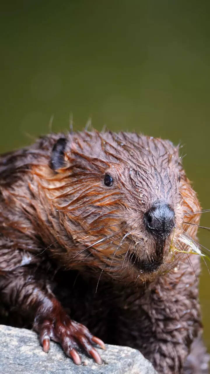 International Beaver Day: Facts about these adorable animals and why ...