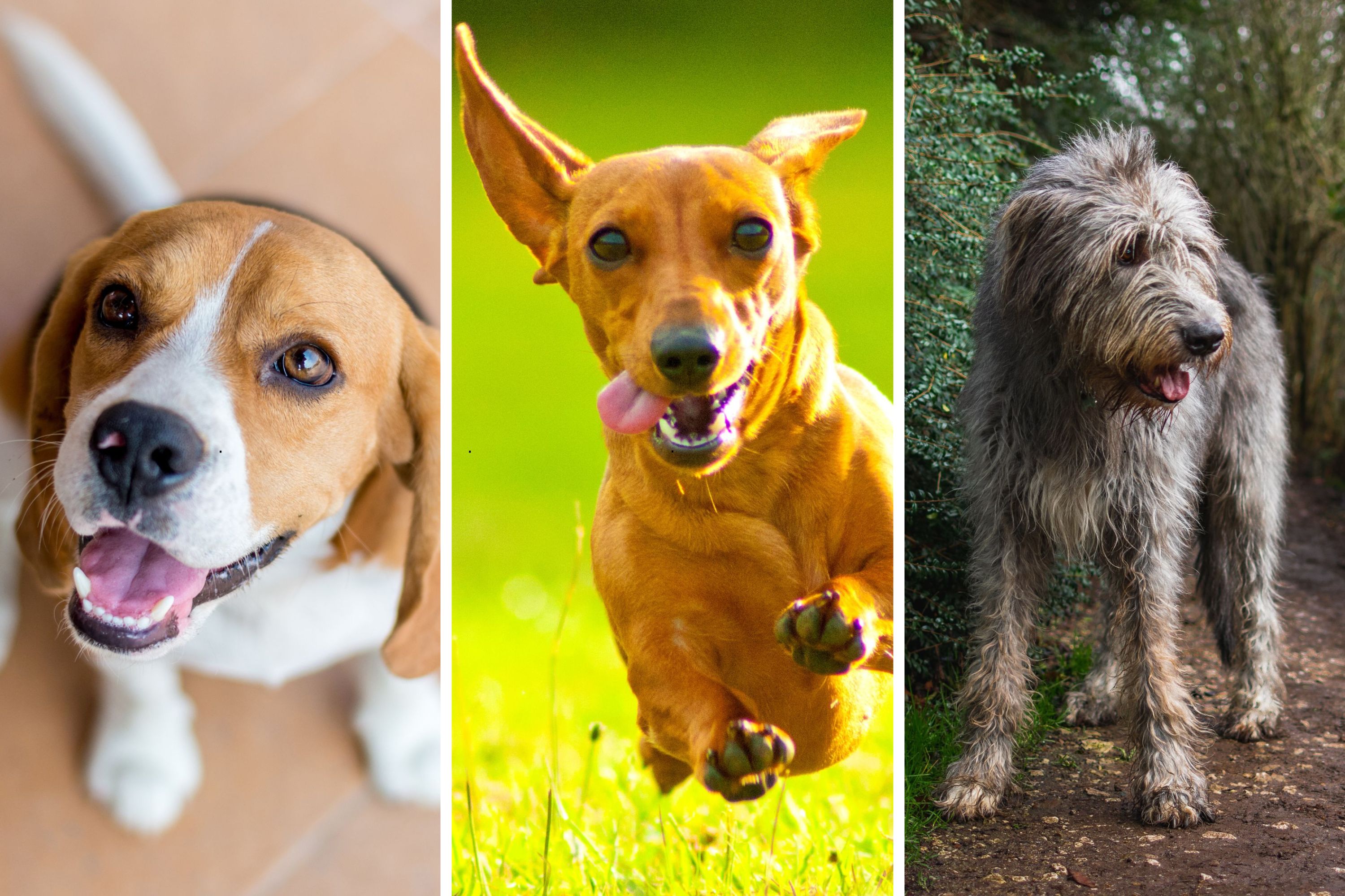 Top Hound Dogs 2025: Here are the 10 most popular breeds of adorable ...