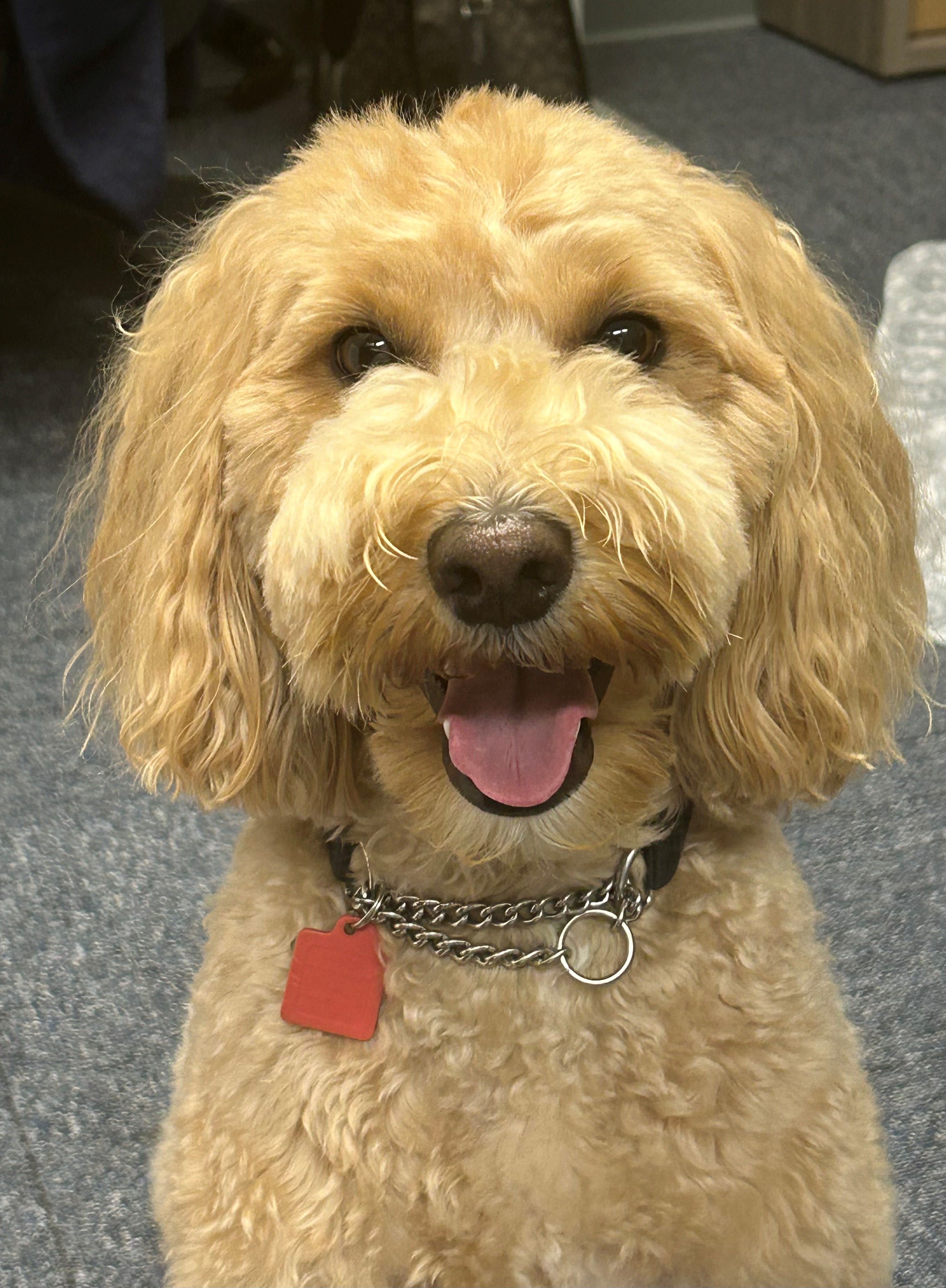 Meet Stella, the Cudahy Health Department's new certified therapy dog