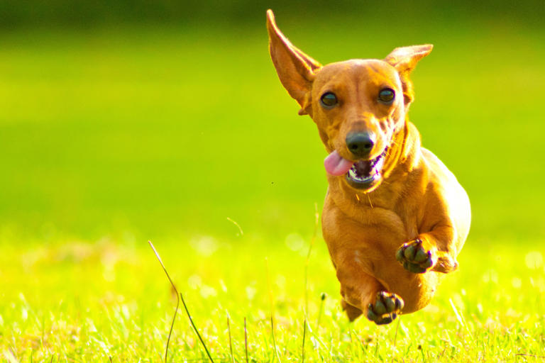 Top Hound Dogs 2025: Here are the 10 most popular breeds of adorable ...