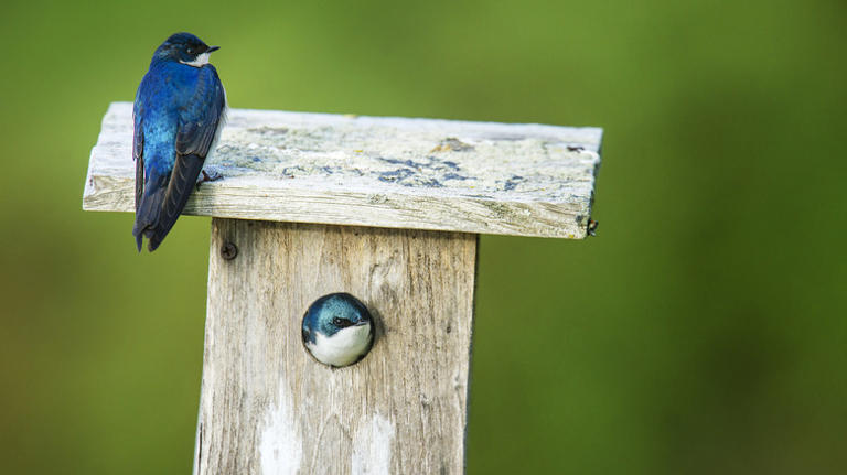 The First Birds You'll See In Your Yard This Spring