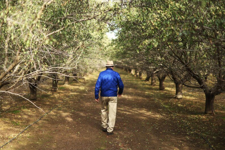 How Trump's 'Liberation Day' tariffs could hurt California almond farmers