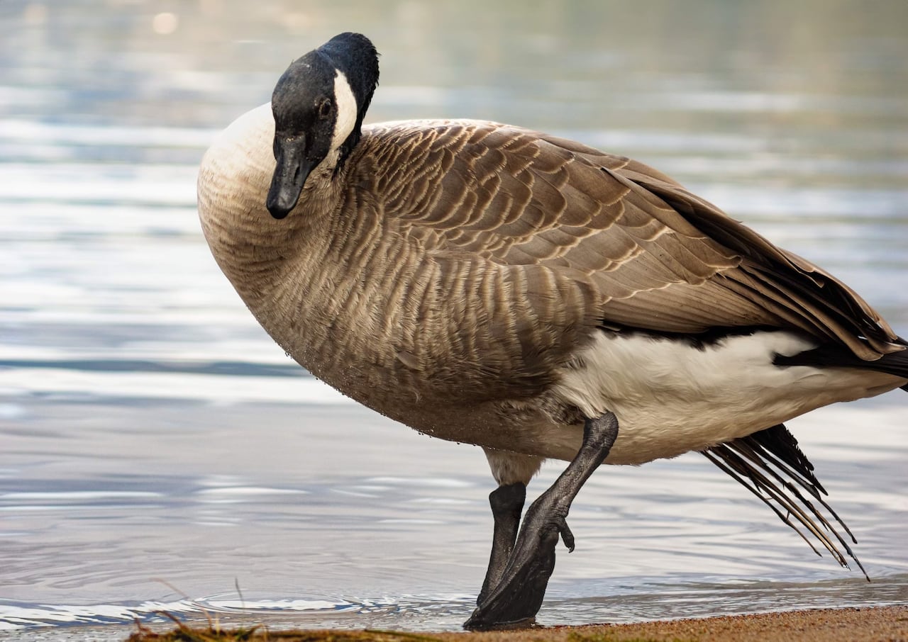 Spring goose hunters look to experts with questions about the spread of ...