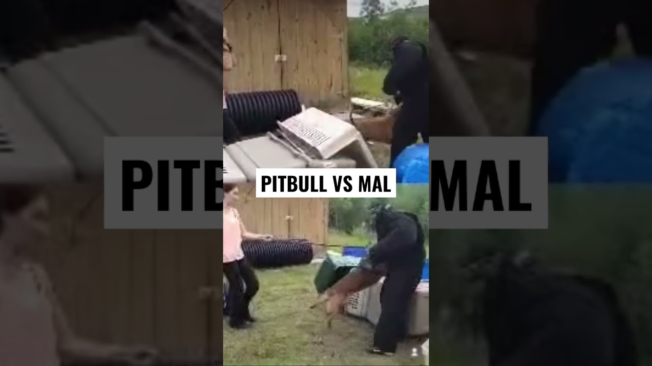 Pit bull and Malinois face off in epic training showdown