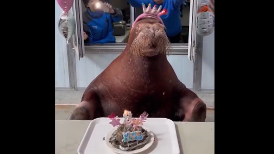 China zoo hosts adorable birthday bash for walrus; animal blows out ...