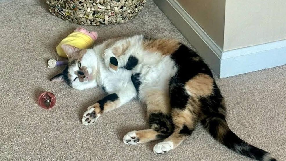 Furever Homes: Priscilla the calico cat seeks a royal home fit for a queen