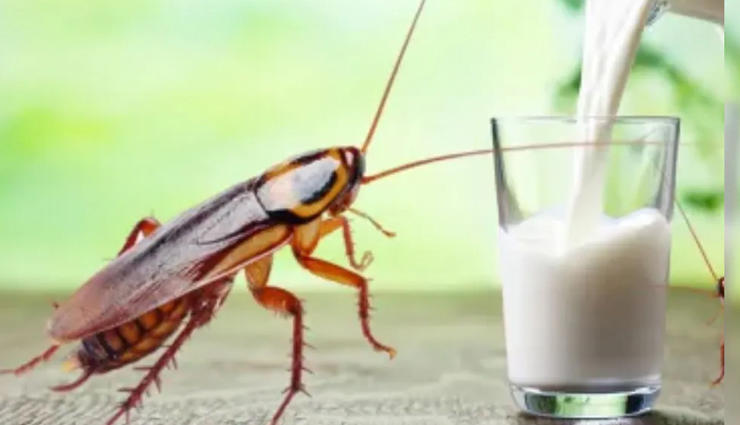 4 Least Known Health Benefits of Cockroach Milk