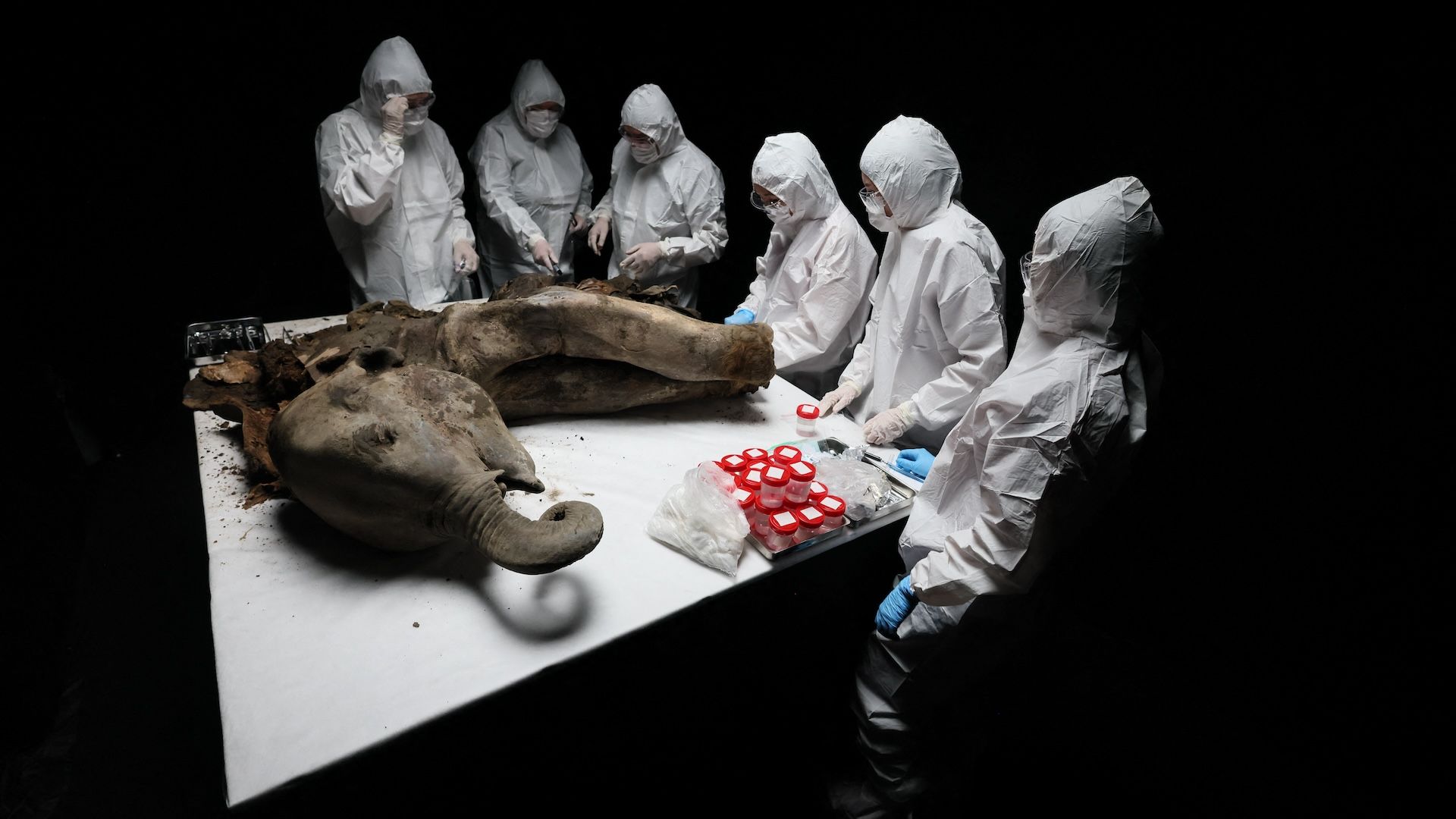 130,000-year-old mammoth calf smells like 'fermented earth and flesh ...