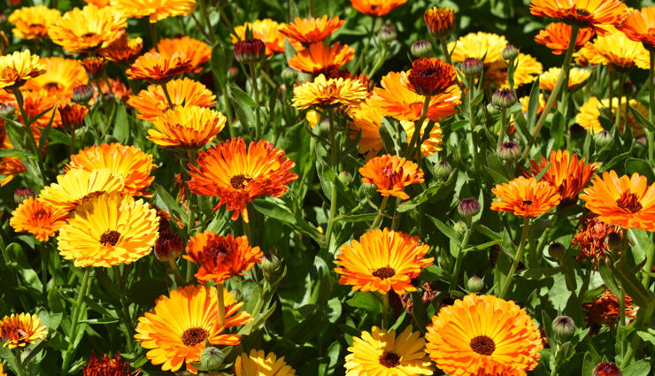 8 Amazing Health Benefits Of Calendula