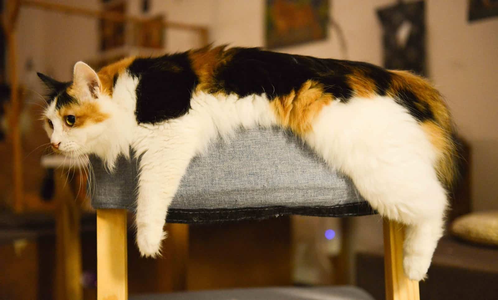 17 Reasons Your Cat Might Be Ignoring You