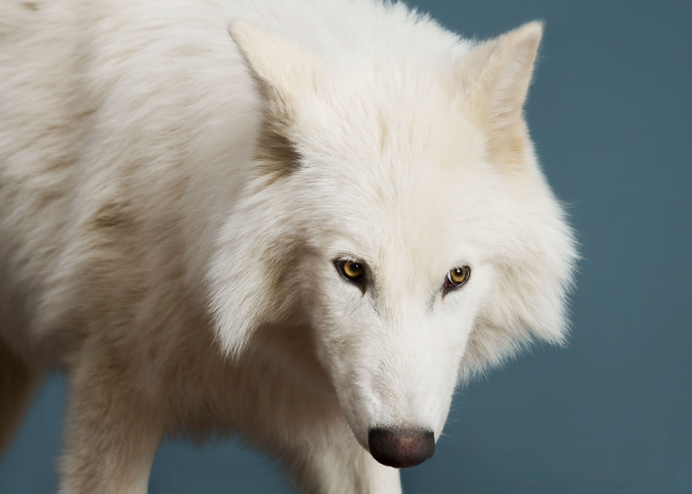 The Return of the Dire Wolf