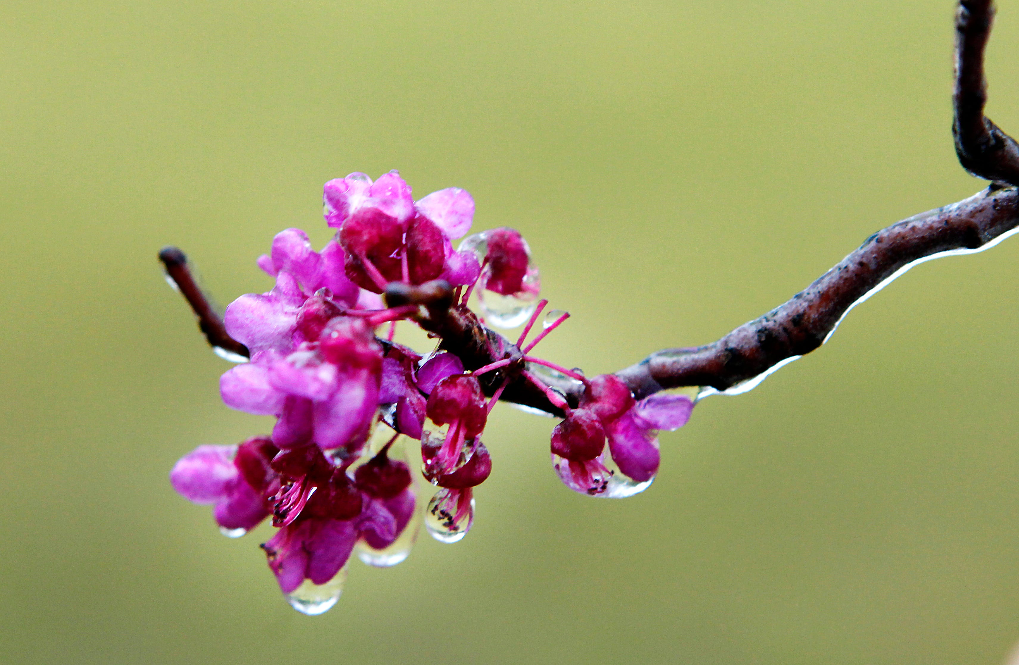 Redbud trees are blooming statewide. Here's how to see the state tree ...