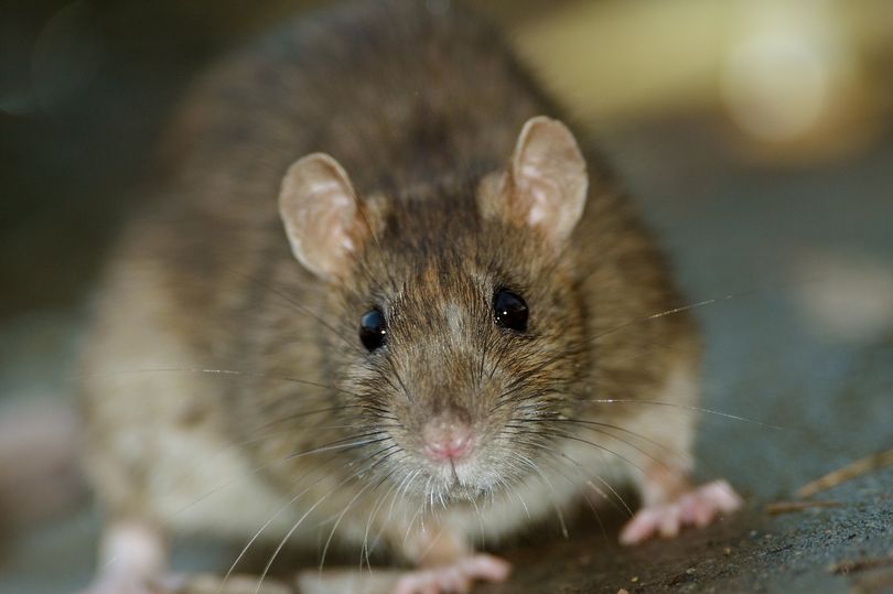 Cannibal rats 'the size of cats' could cause disease outbreak in UK ...