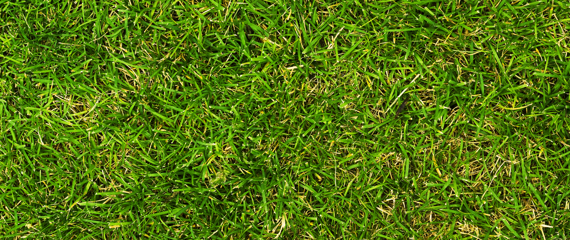 Chamomile and thyme lawns: The low-mow alternative for a sunny garden